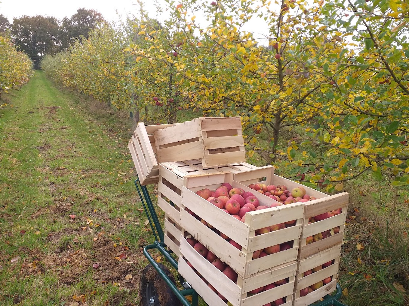 Jus de Pomme Biologique 3 Litres - Le Verger des Roches à Lignières ...